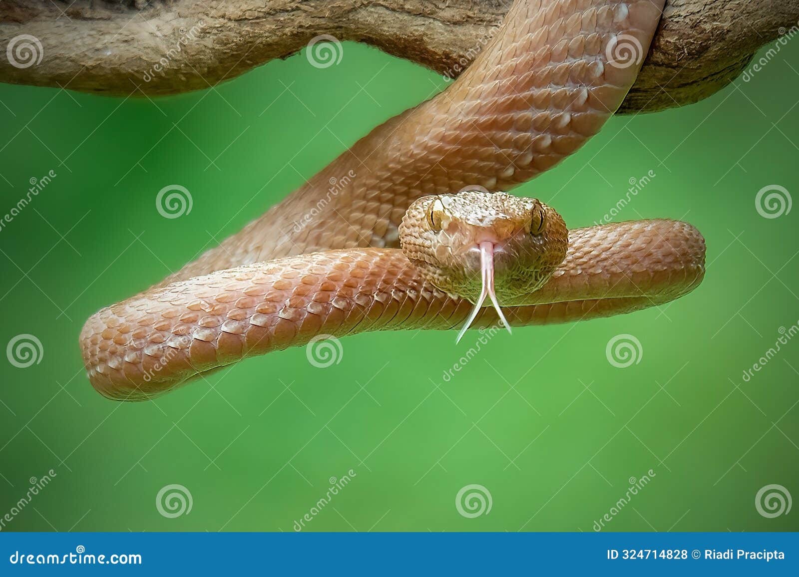 Get Ready, Pink Viper, Mangrove Viper Stock Photo - Image of indonesia ...