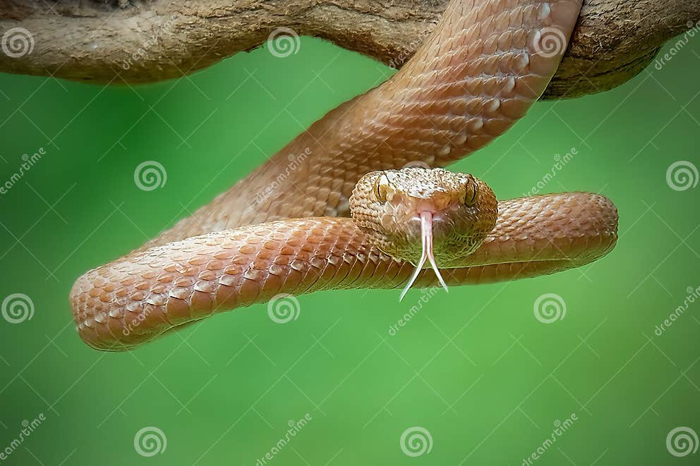 Get Ready, Pink Viper, Mangrove Viper Stock Photo - Image of indonesia ...