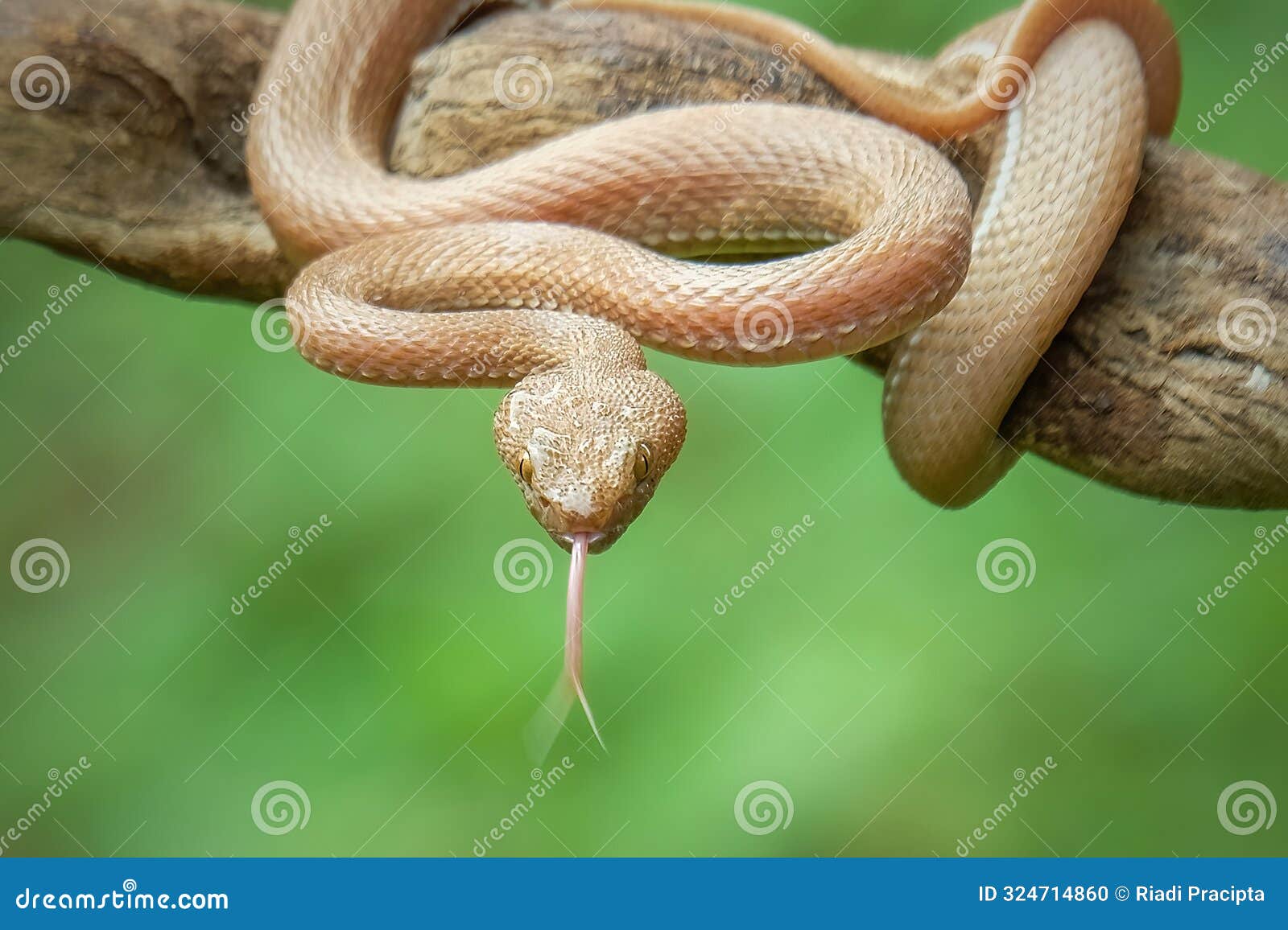 Get Ready, Pink Viper, Mangrove Viper Stock Photo - Image of forest ...