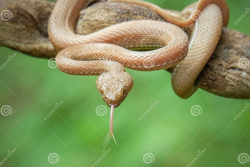 Get Ready, Pink Viper, Mangrove Viper Stock Photo - Image of forest ...