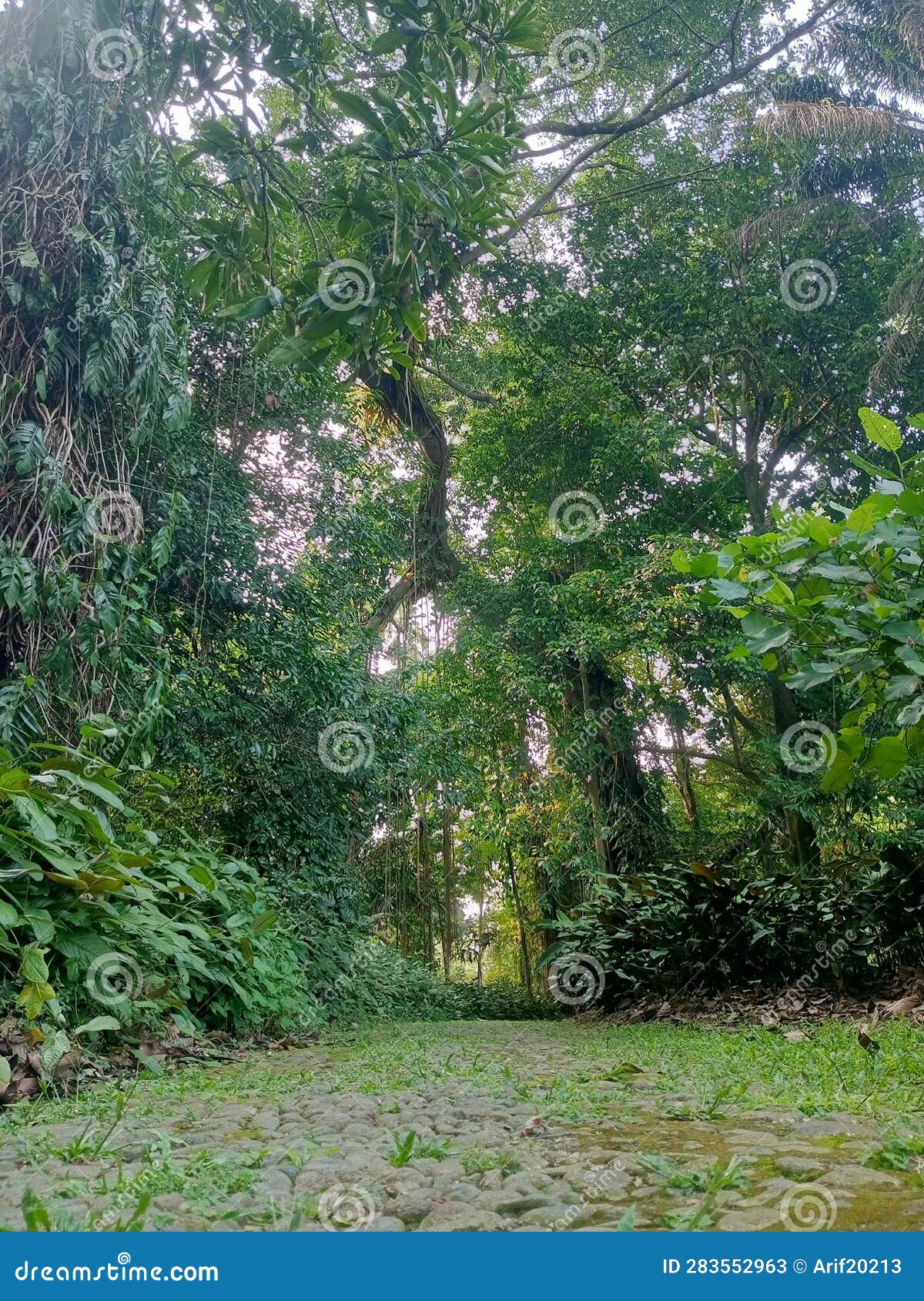 Get Some Fresh Air in the Green Forest Garden with Many Trees Stock ...