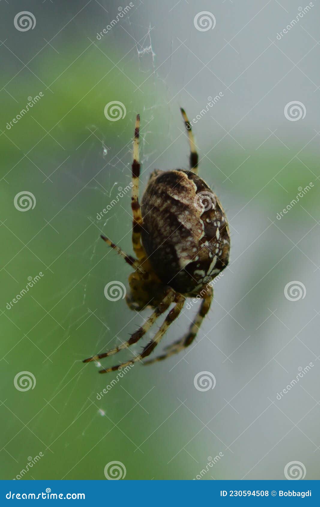 Get stuck on stock photo. Image of stripe, wrapping - 230594508