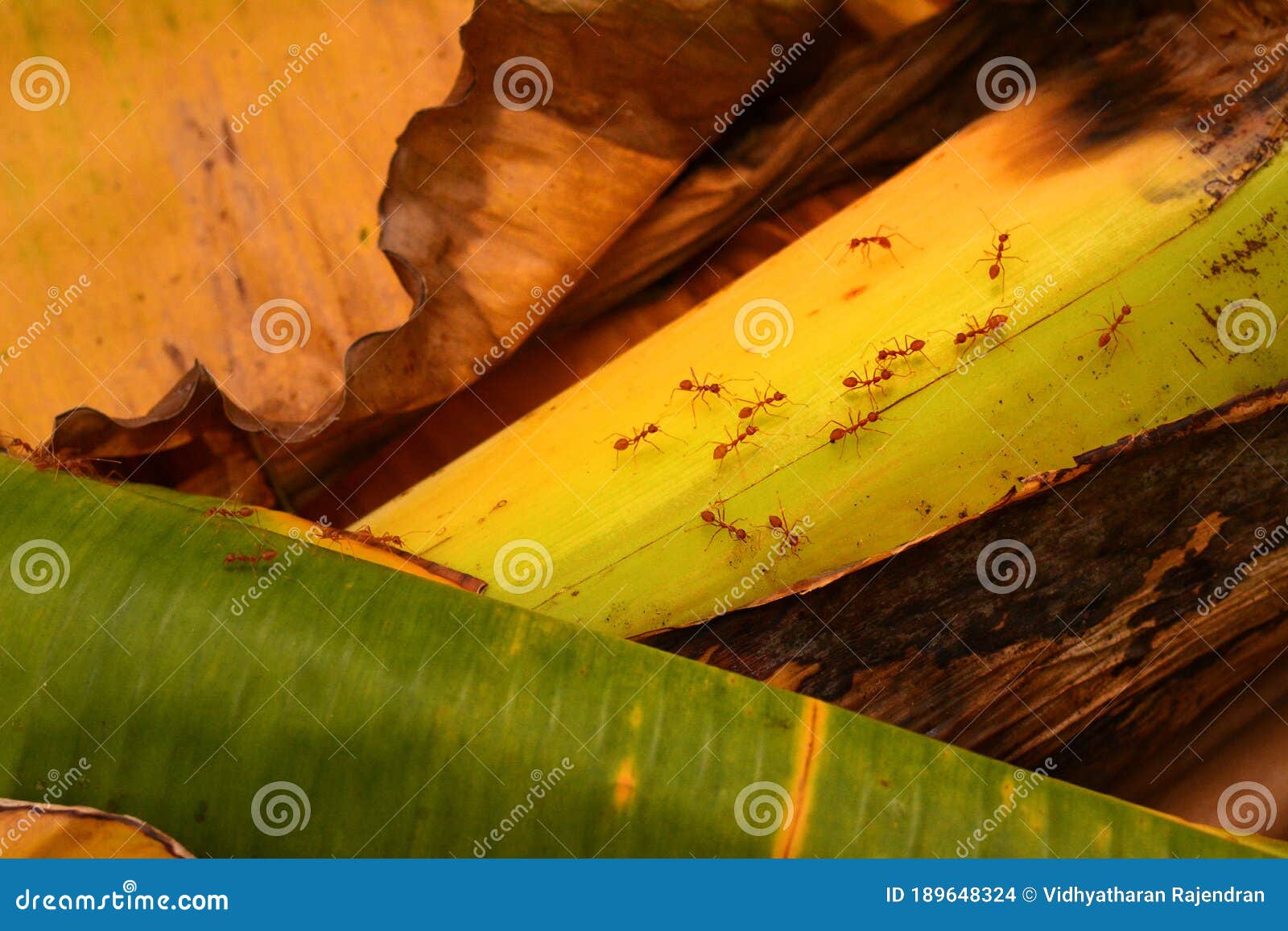 Get Together of an Ant Family Stock Photo - Image of save, together ...