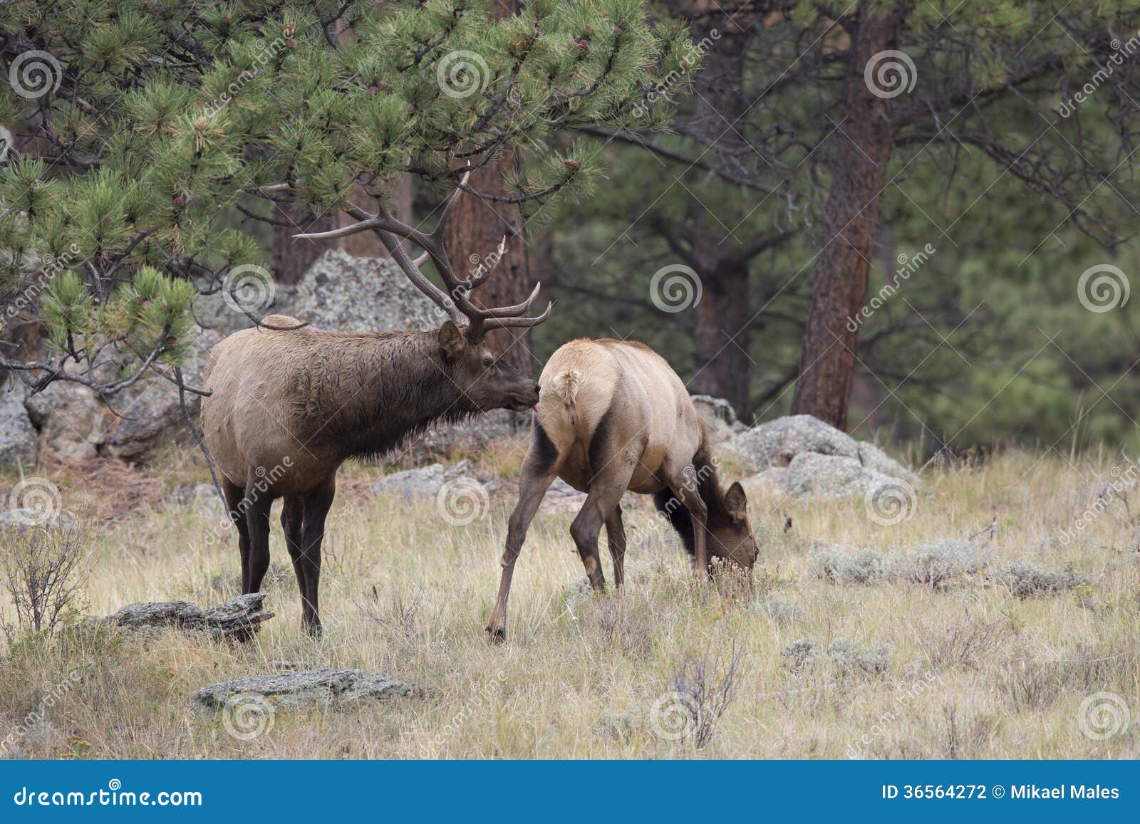 Get a whiff of this stock photo. Image of rump, animals - 36564272