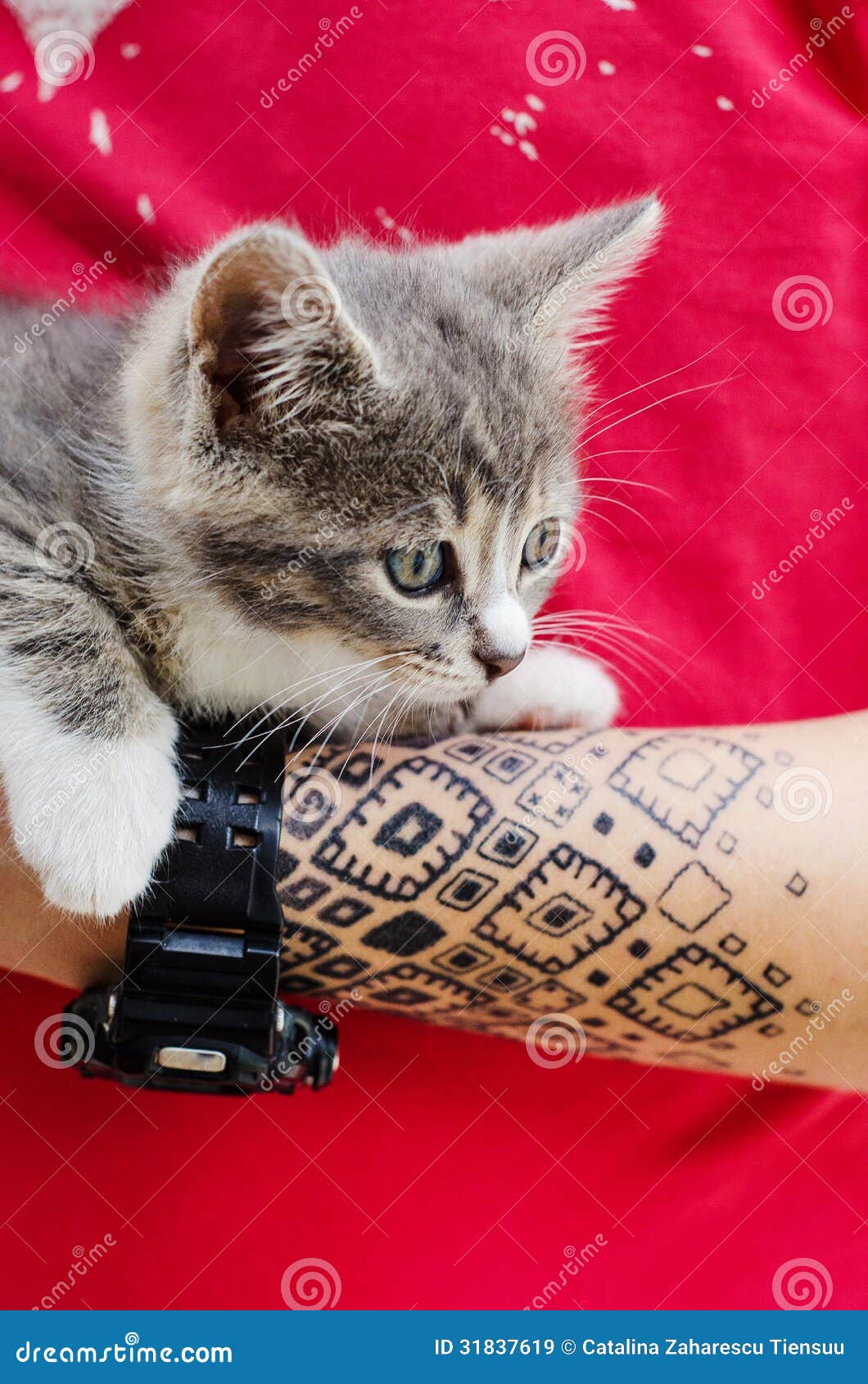 Getatoeeerde hand met kat stock afbeelding. Image of getatoeeerd - 31837619