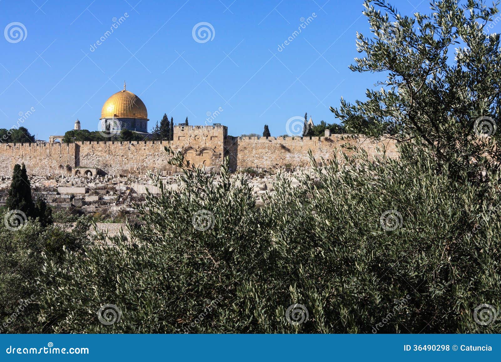 Gethsemane Olive Trees and the Walls of Jerusalem Stock Photo - Image ...