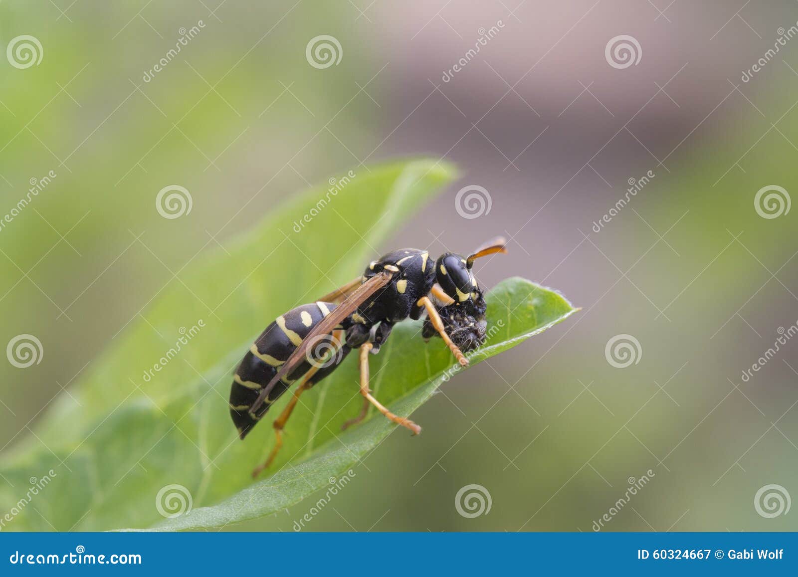 Getingar - Polistesbiglumis Fotografering för Bildbyråer - Bild av ...
