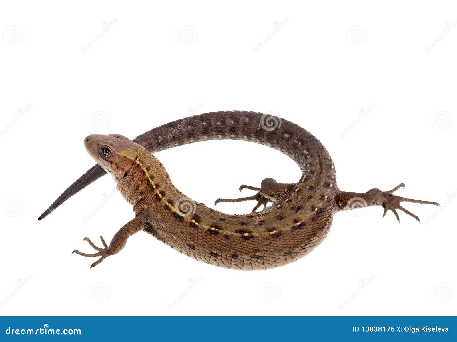 Getolde hagedis stock foto. Image of geïsoleerd, reptiel - 13038176