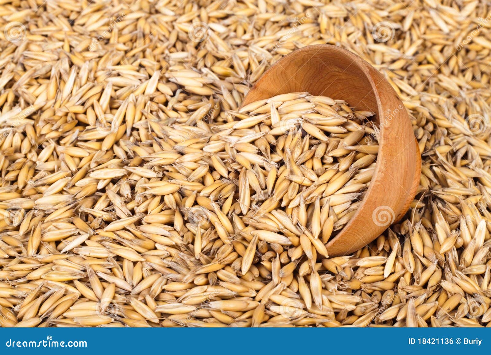 Getreide der Hafer stockfoto. Bild von nave, muster, getreide - 18421136