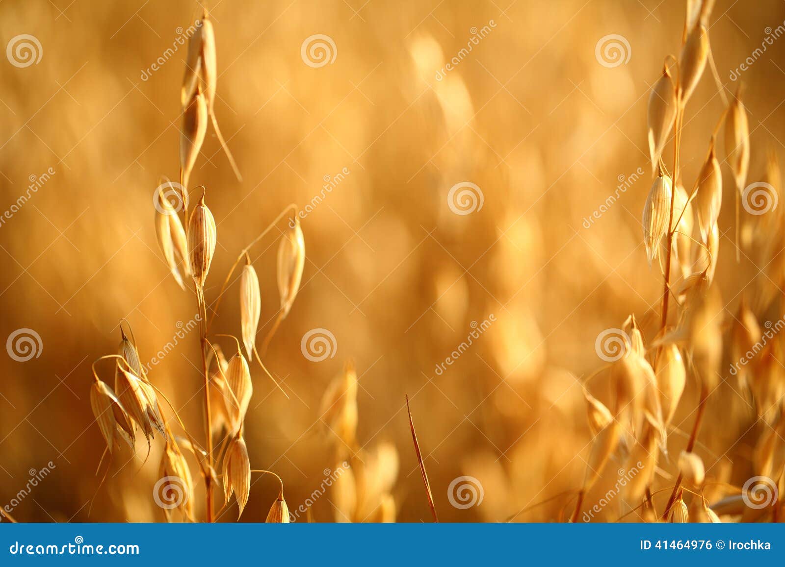 Getreide der Hafer stockfoto. Bild von futter, bauernhof - 41464976