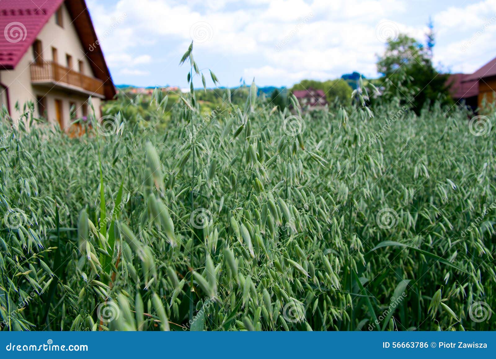 Getreide der Hafer stockfoto. Bild von grün, hafer, gras - 56663786