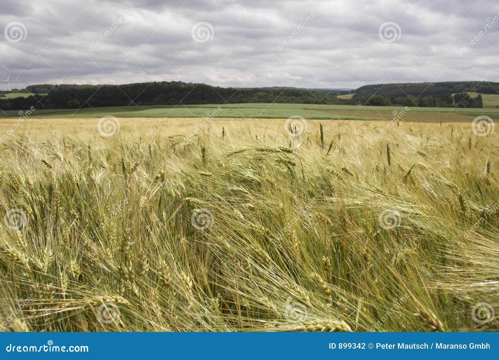 Getreidefeld in Der Landschaft Stockfoto - Bild von ackerland, sommer ...