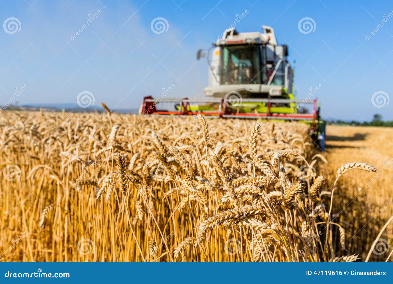Getreidefeld Des Weizens An Der Ernte Stockfoto - Bild: 47119616