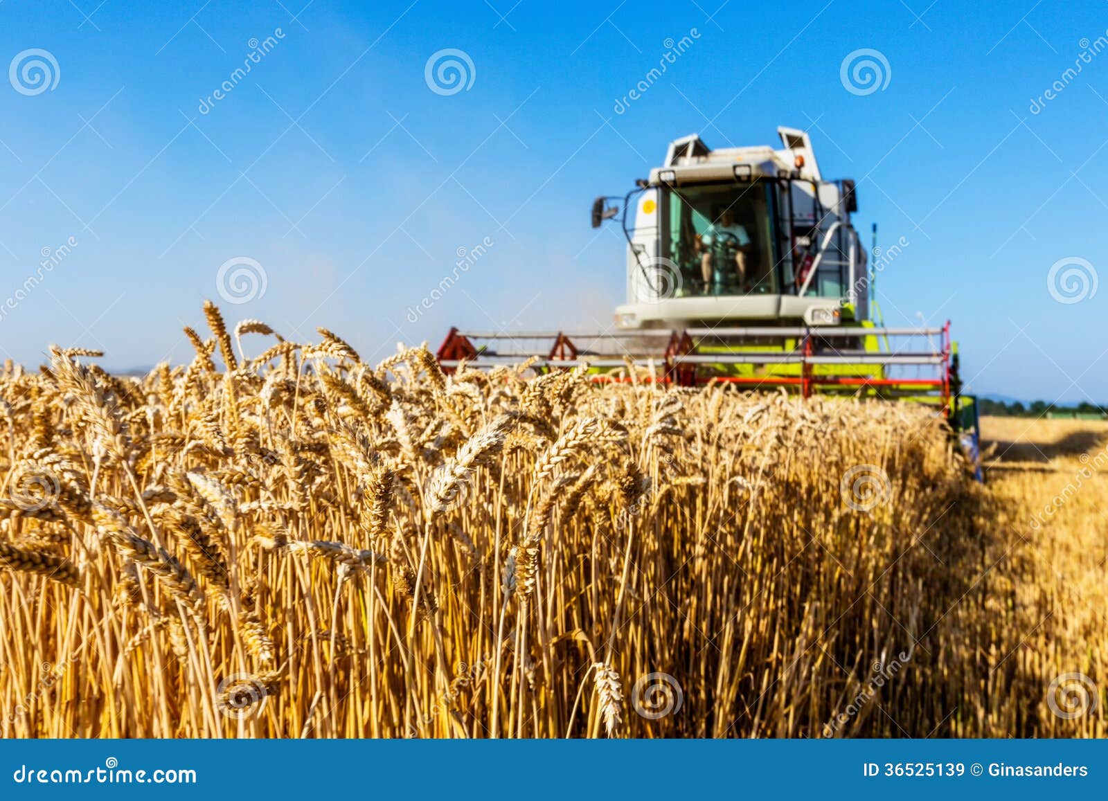 Getreidefeld Mit Weizen an Der Ernte Stockbild - Bild von preis ...