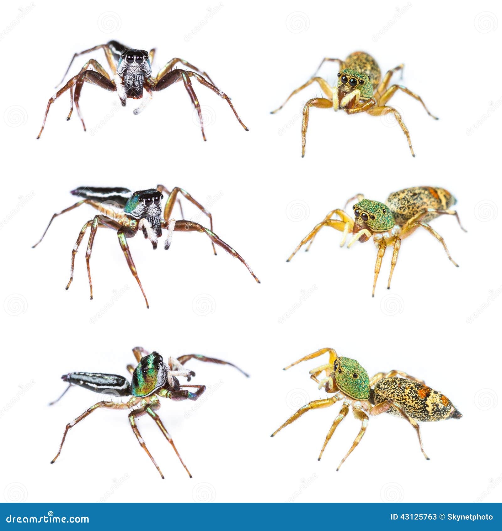 Getrennte Cosmophasis Umbratica Springende Spinne Stockbild - Bild von ...