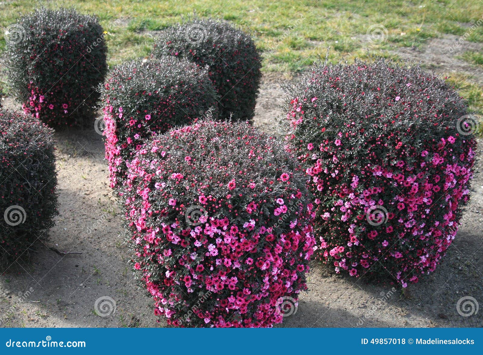 Getrimmte blühende Büsche stockfoto. Bild von landschaftsgestaltung ...
