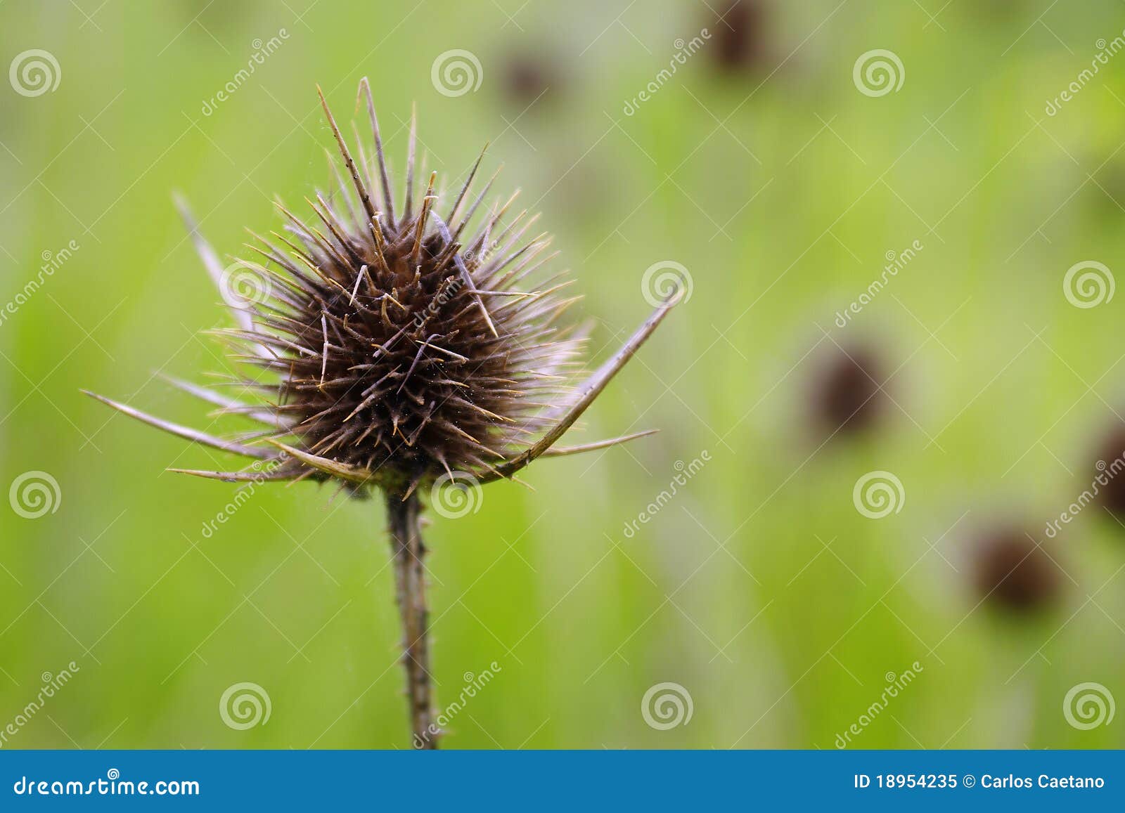 Getrocknete Distel stockbild. Bild von büro, gras, nahaufnahme - 18954235