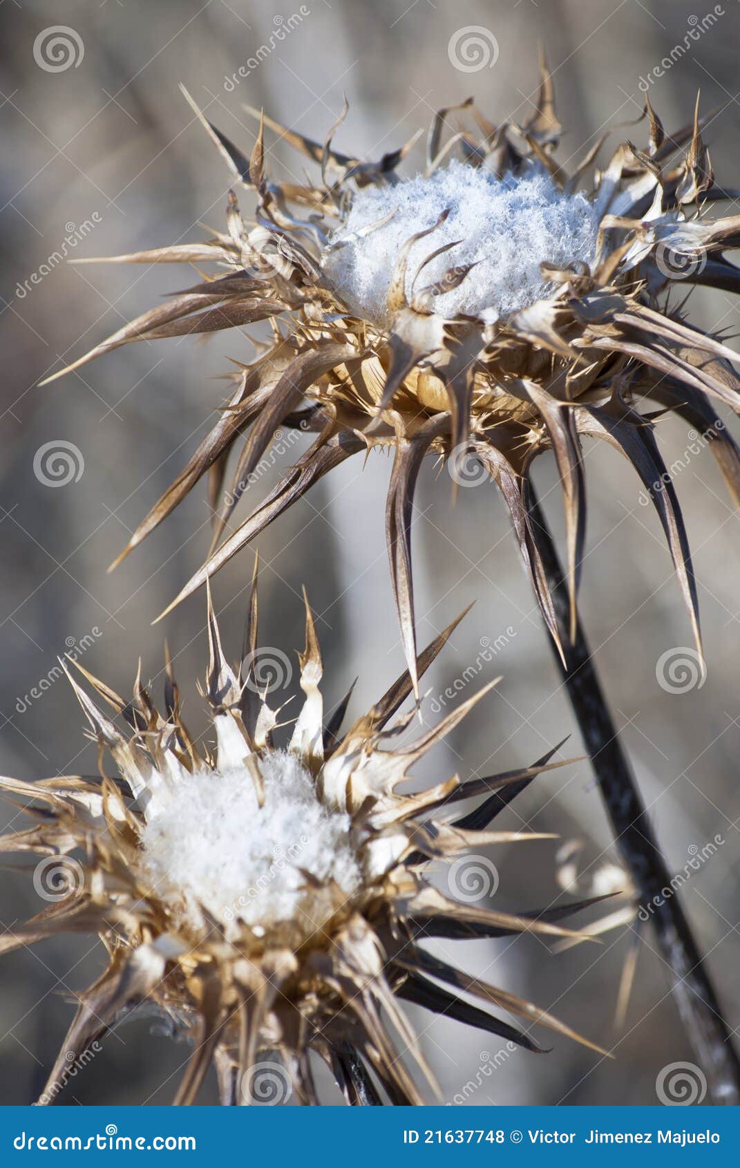 Getrocknete Distel stockfoto. Bild von blume, botanik - 21637748
