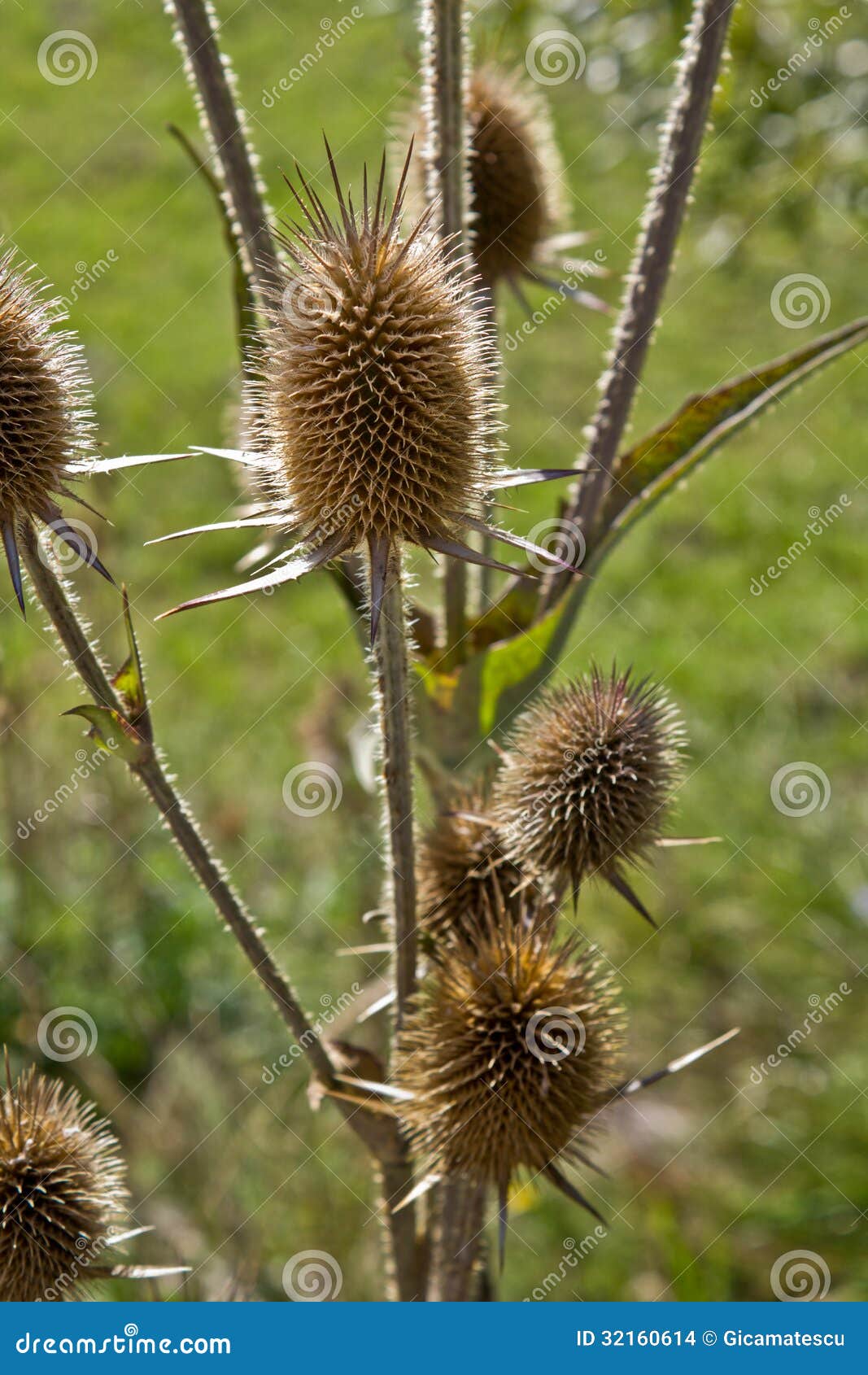 Getrocknete Distel stockfoto. Bild von garten, braun - 32160614
