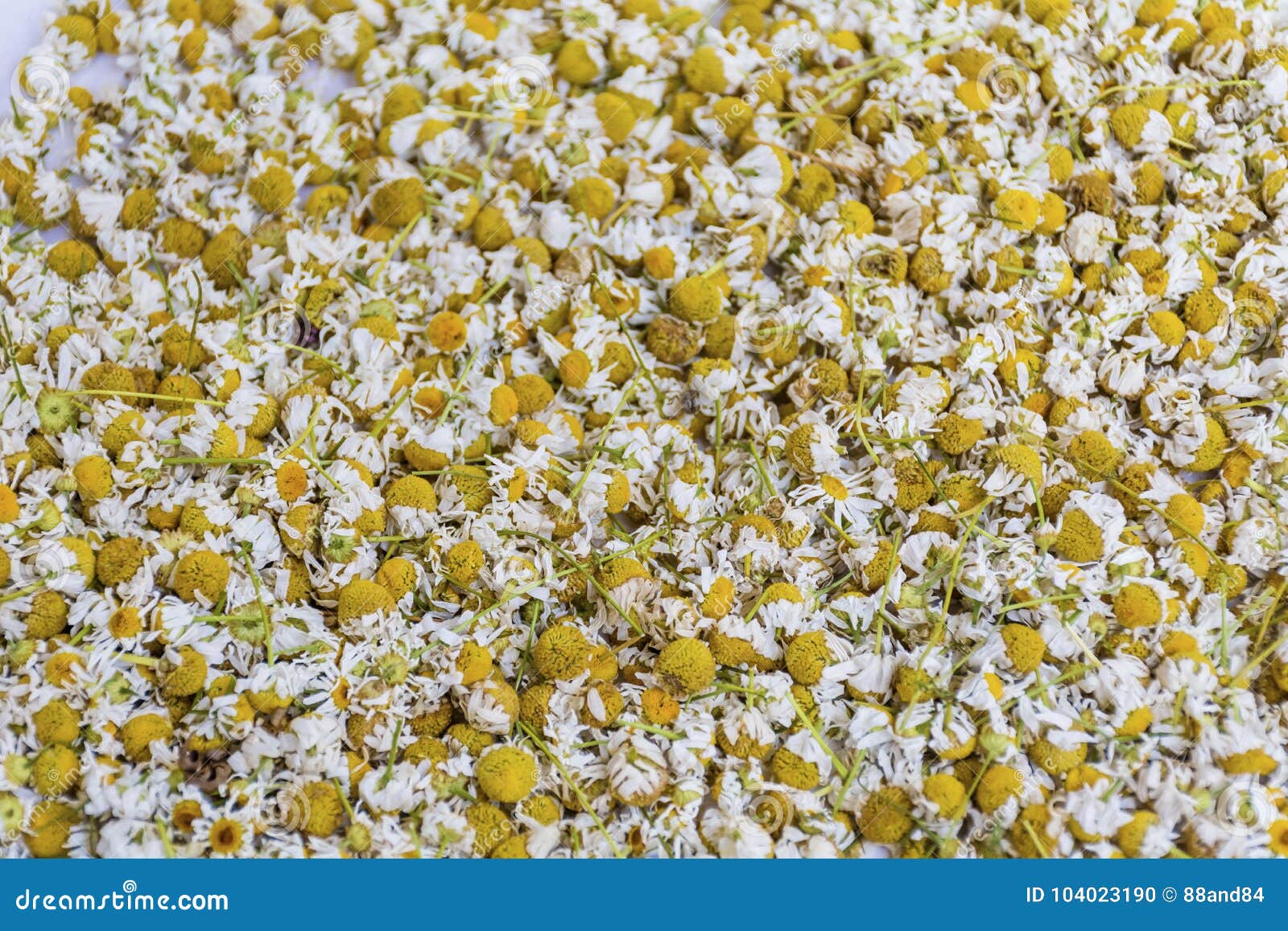 Getrocknete Kamillen-Blumen Stockfoto - Bild von gebildet, medizin ...