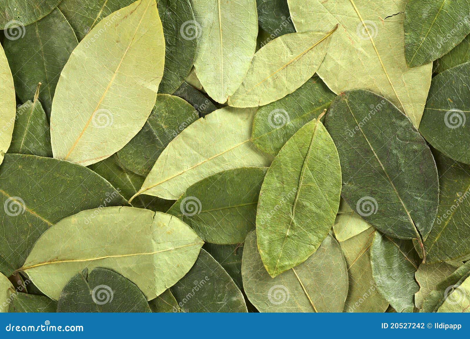 Getrocknete Koka-Blätter stockfoto. Bild von medizin - 20527242