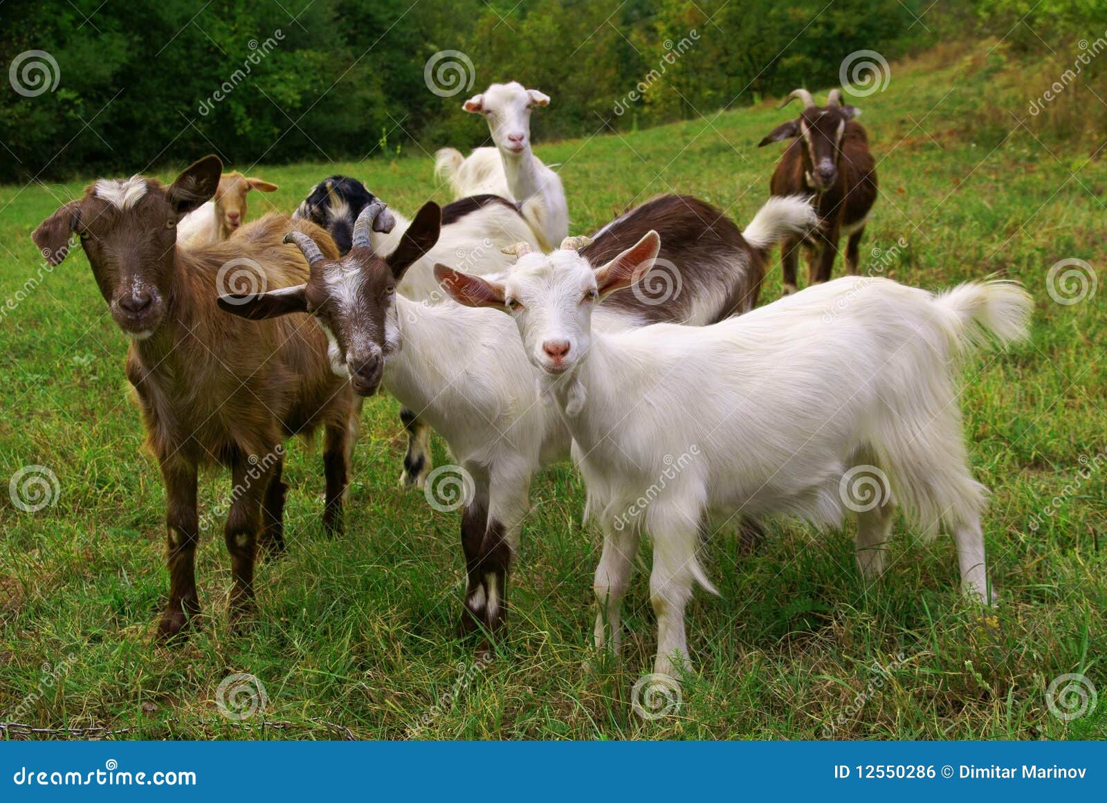 Getter arkivfoto. Bild av växtätande, land, anhydrous - 12550286