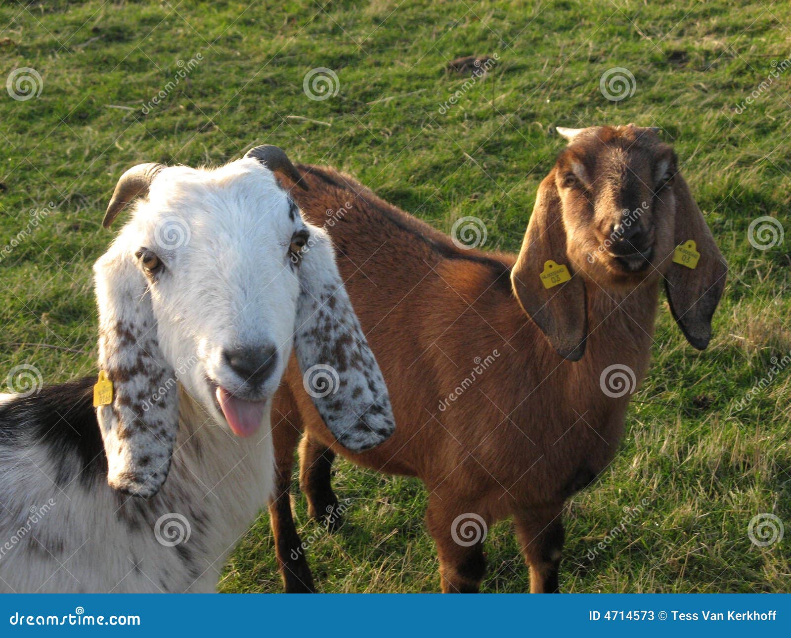 Getter fotografering för bildbyråer. Bild av reta, gjort - 4714573