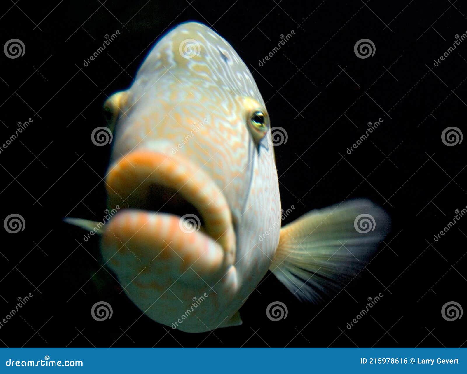 Dramatic fish in a tank stock photo. Image of aquaculture - 215978616