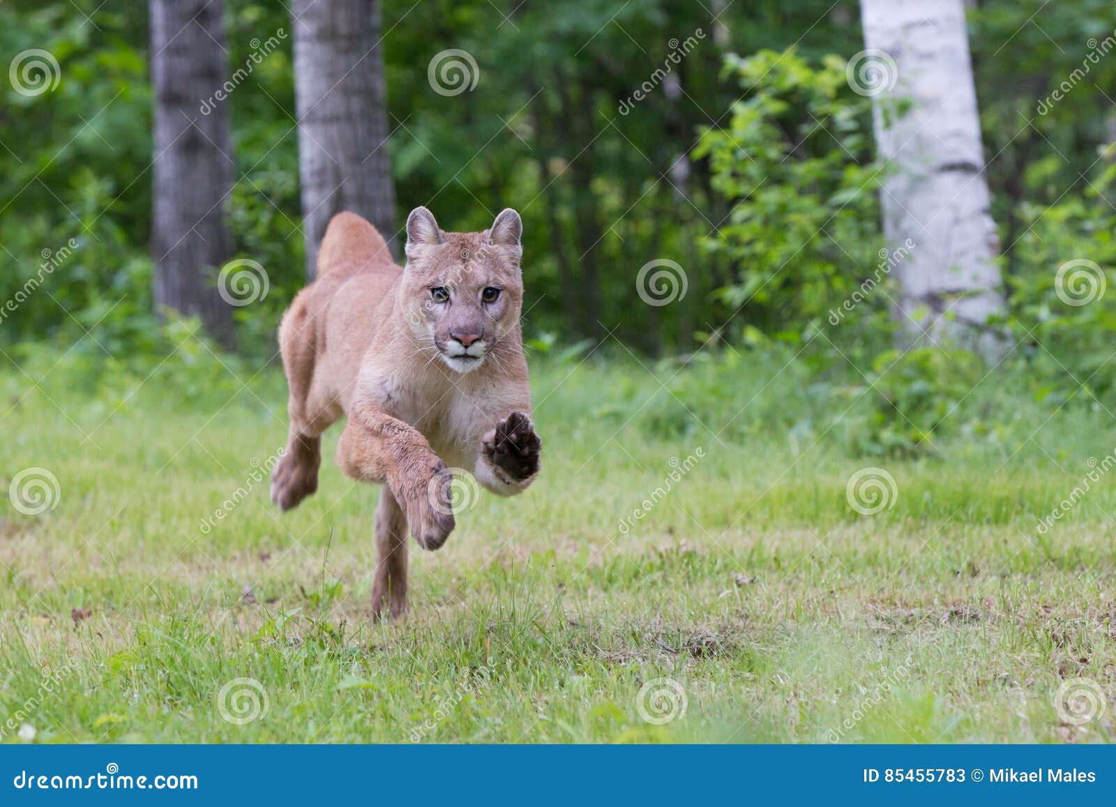 Getting closer stock image. Image of teeth, cougar, deadly - 85455783