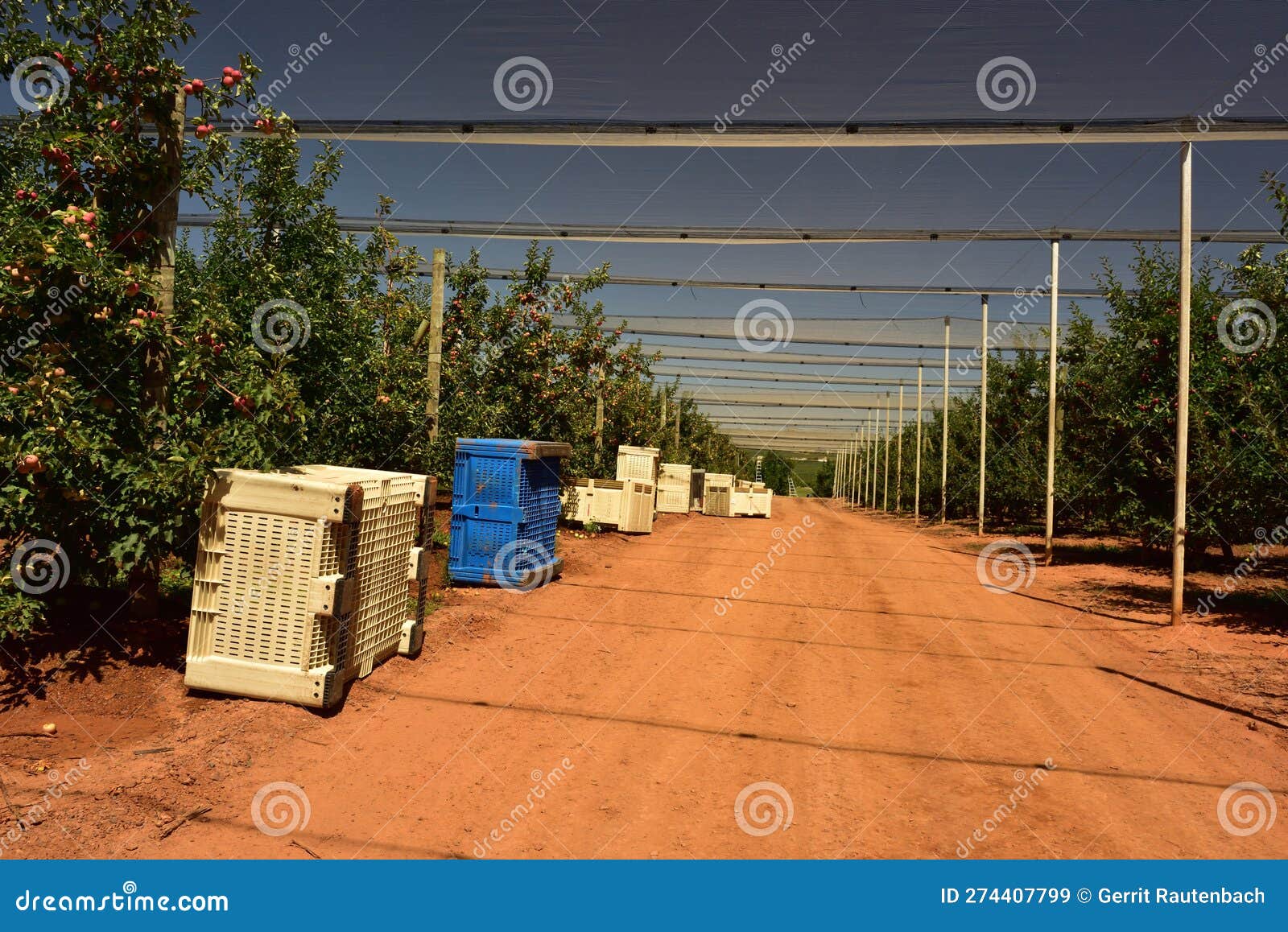 Getting Farming Equipment Ready for the Harvest of Apples Stock Image ...