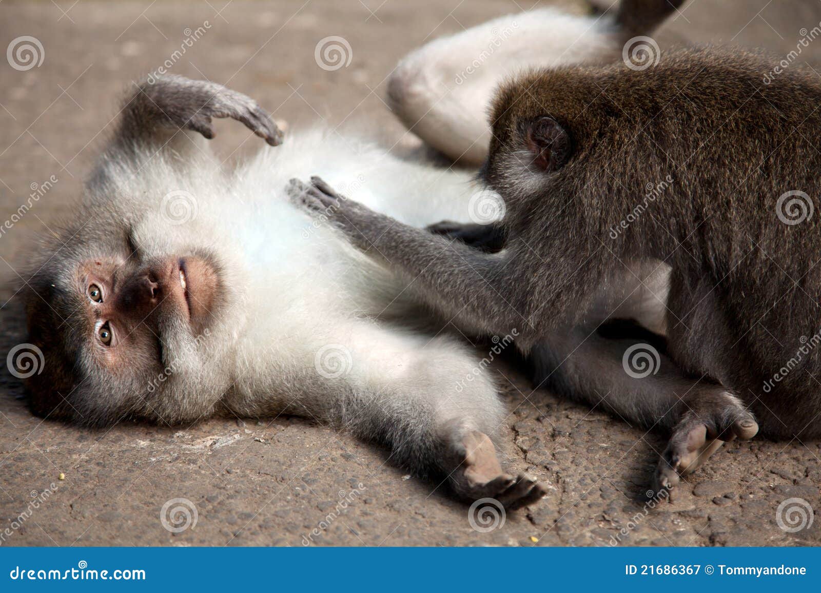 Getting the job done stock image. Image of eyes, monkey - 21686367