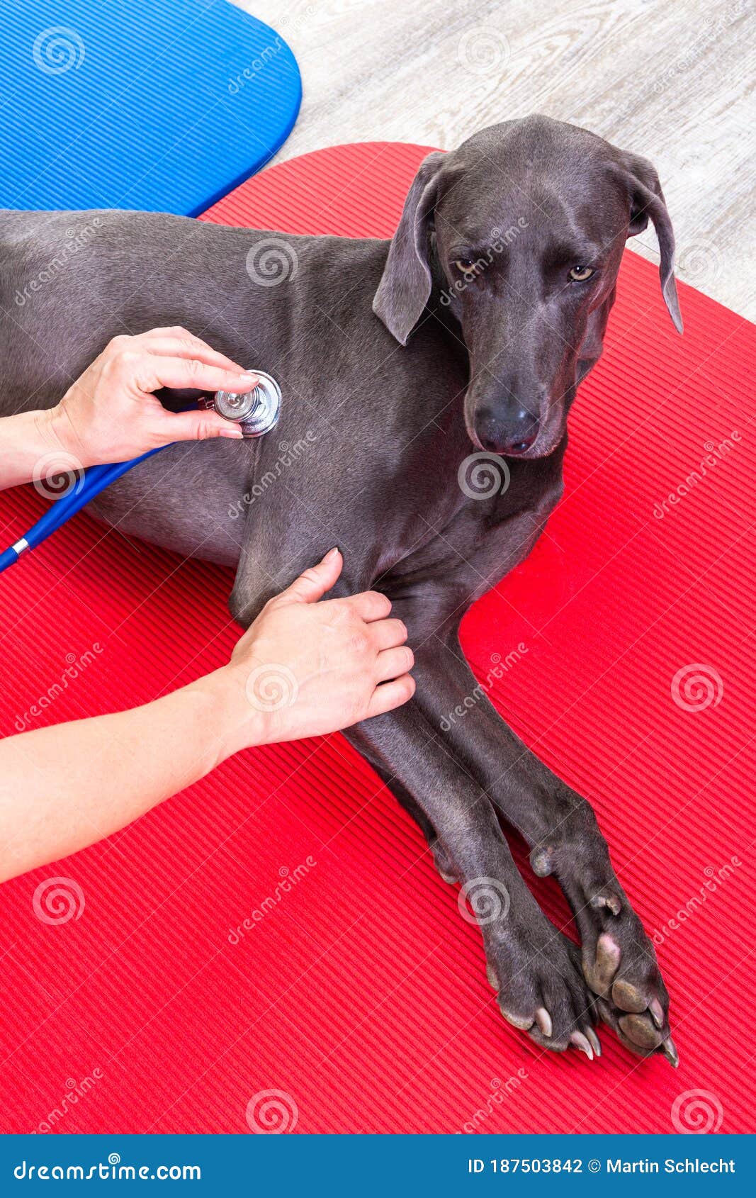 Measuring the Puls of a Dog Stock Photo - Image of indoor, physical ...