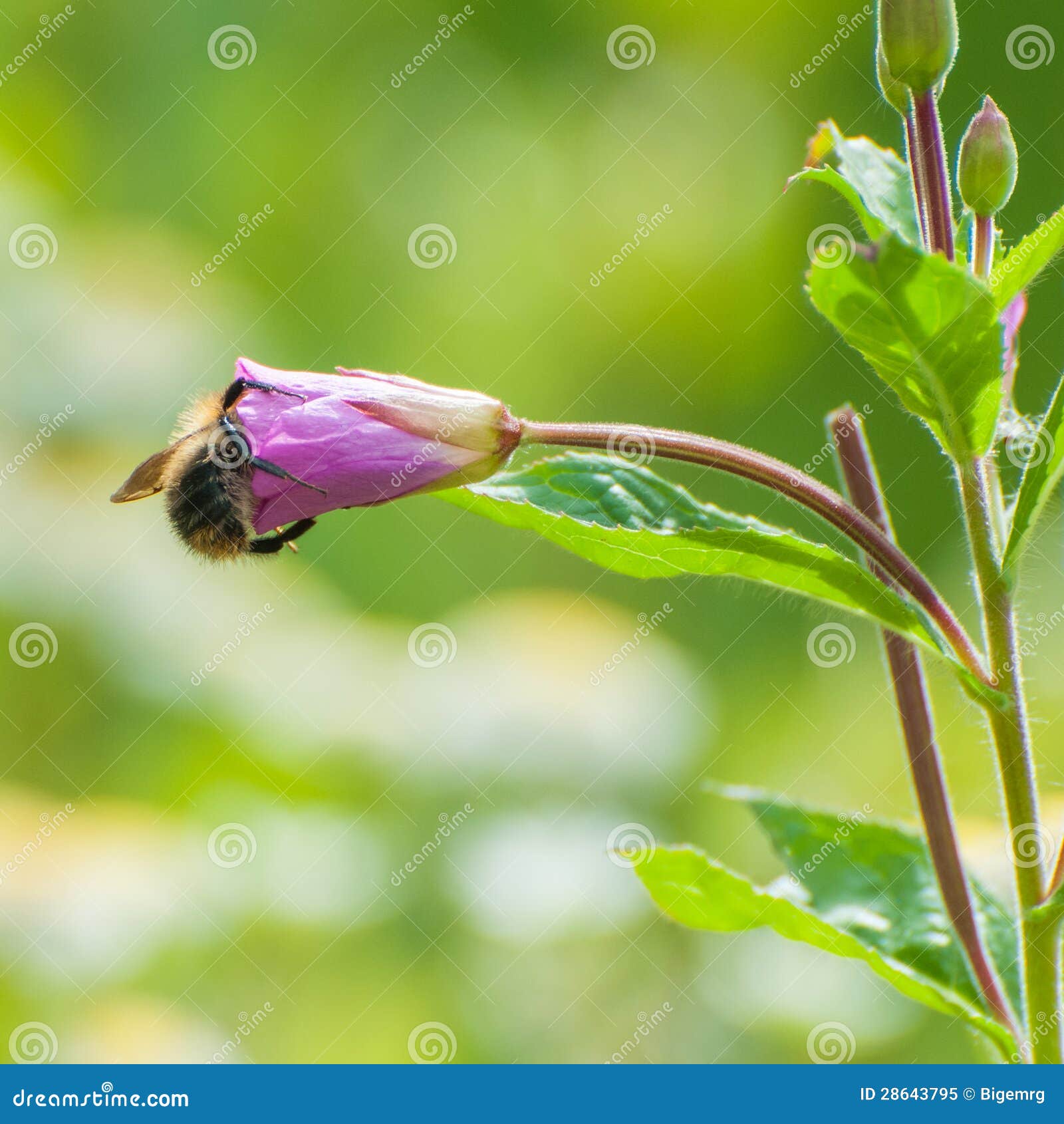 Getting Stuck in stock image. Image of macro, purple - 28643795