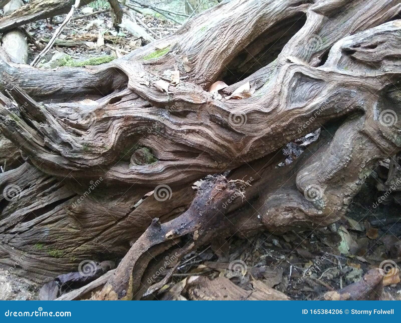 Getting to the root stock photo. Image of tree, woods - 165384206