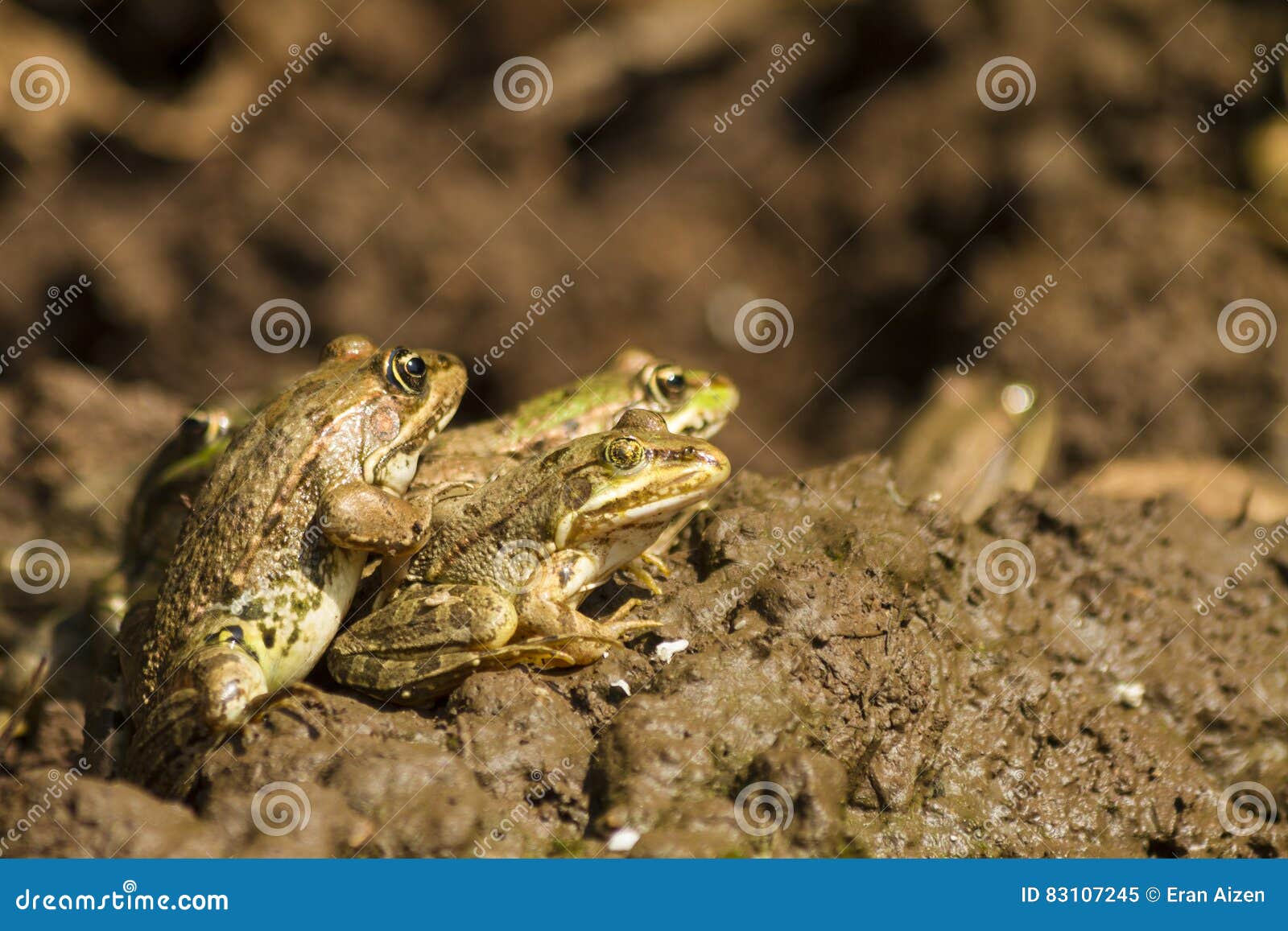 Getting Together - a Group of Frogs Gathering Stock Image - Image of ...