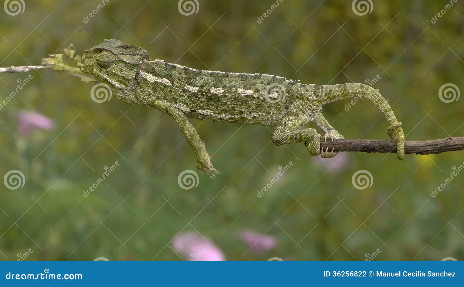 Chameleon Lizards Stock Footage & Videos - 304 Stock Videos