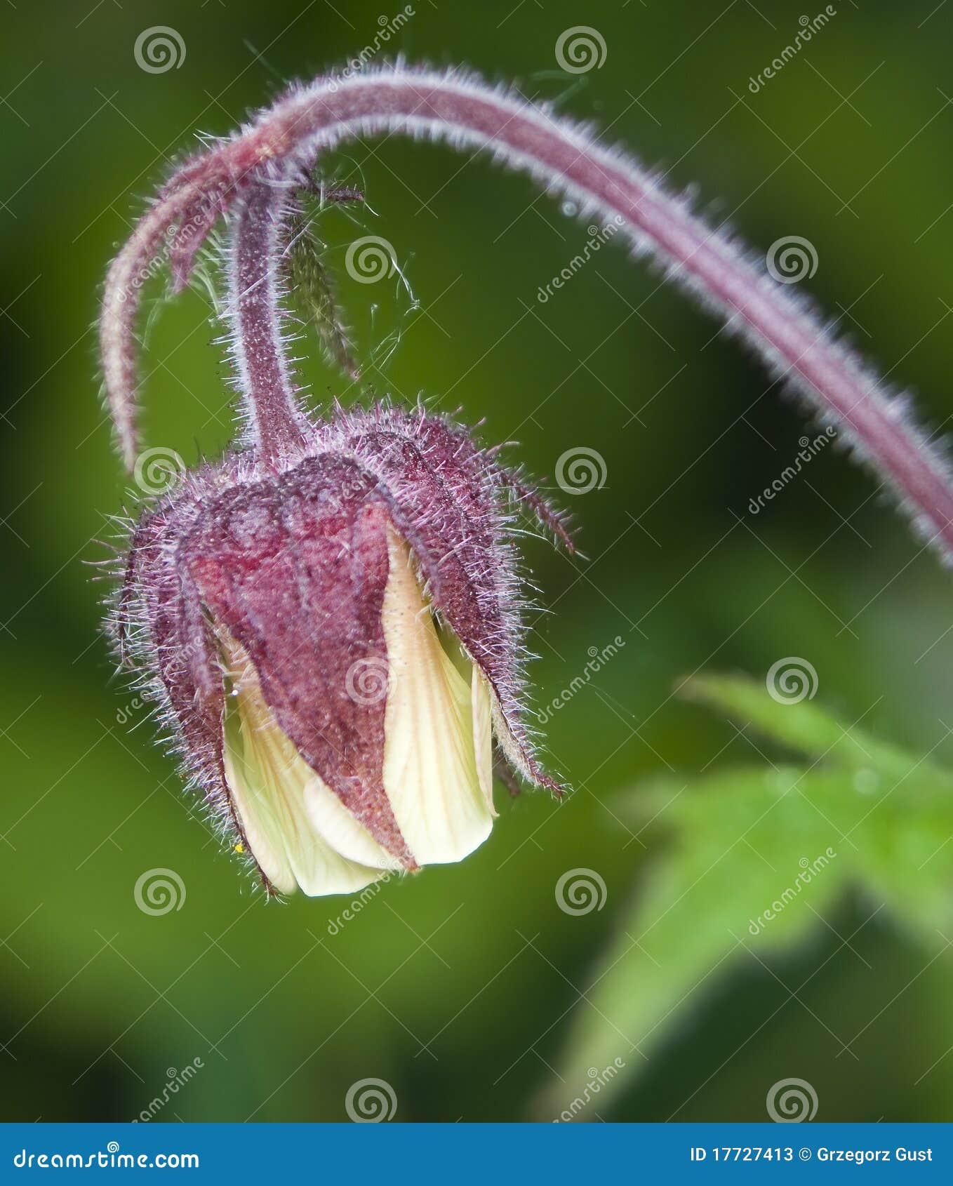 Geum rivale stock image. Image of geum, close, white - 17727413