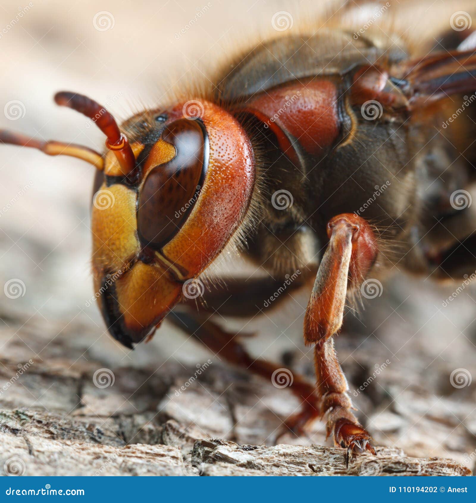 Gevaarlijk insectprofiel stock foto. Image of insect - 110194202