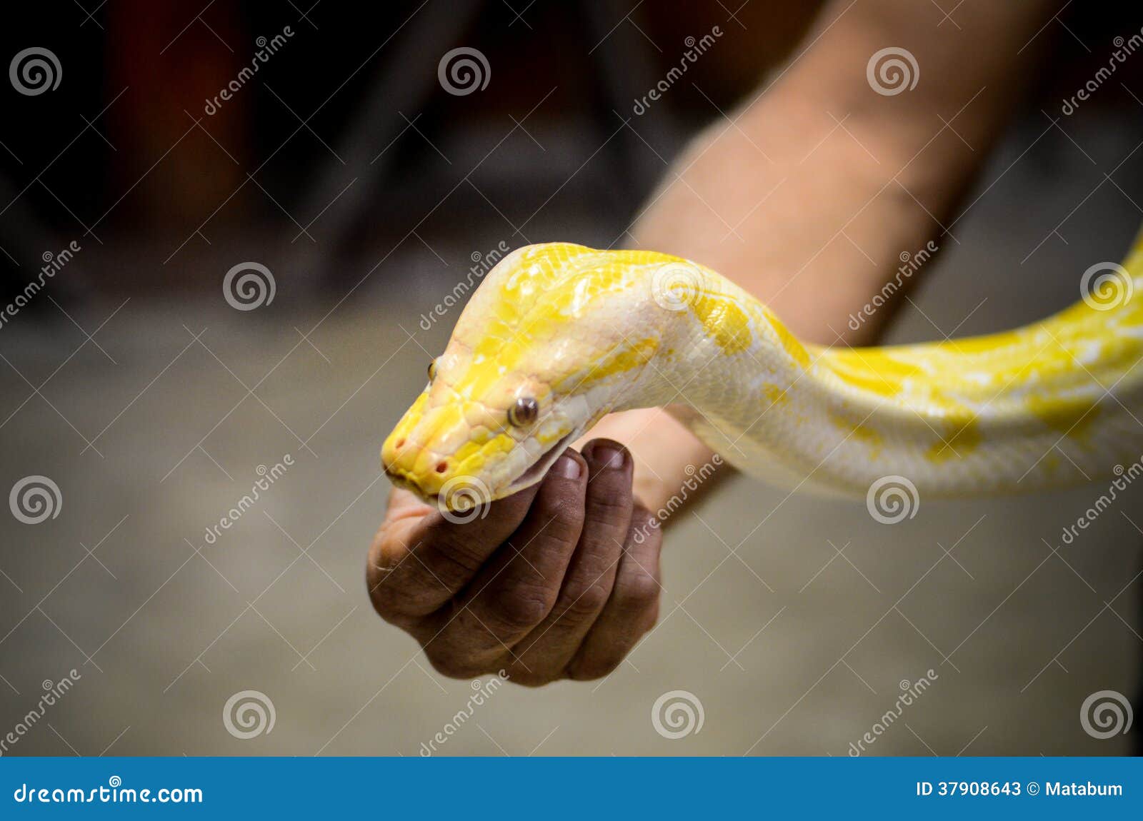 Gevaarlijke gele slang stock afbeelding. Image of slang - 37908643