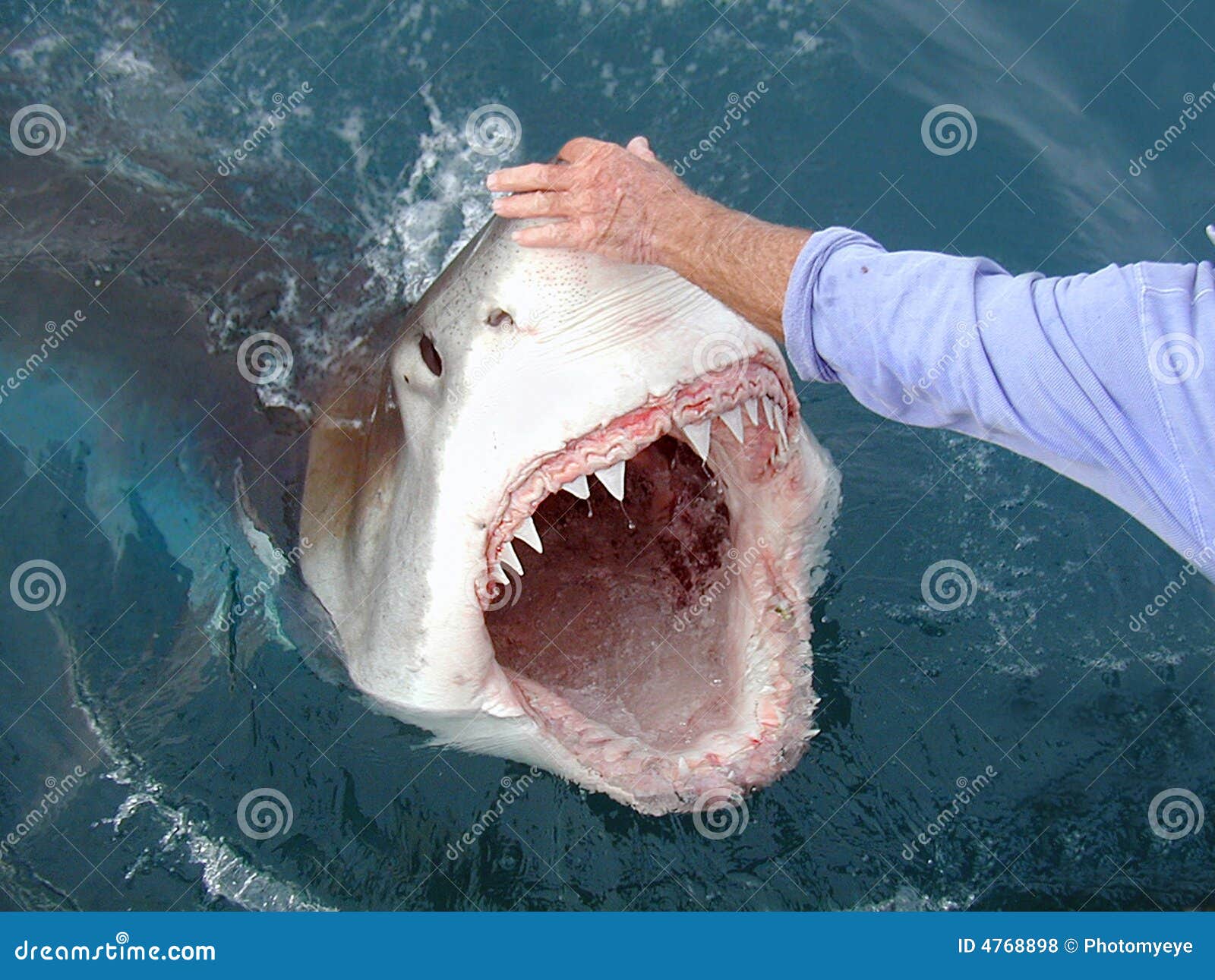 Gevaarlijke Grote Witte Haai Stock Foto - Image of punt, scherp: 4768898