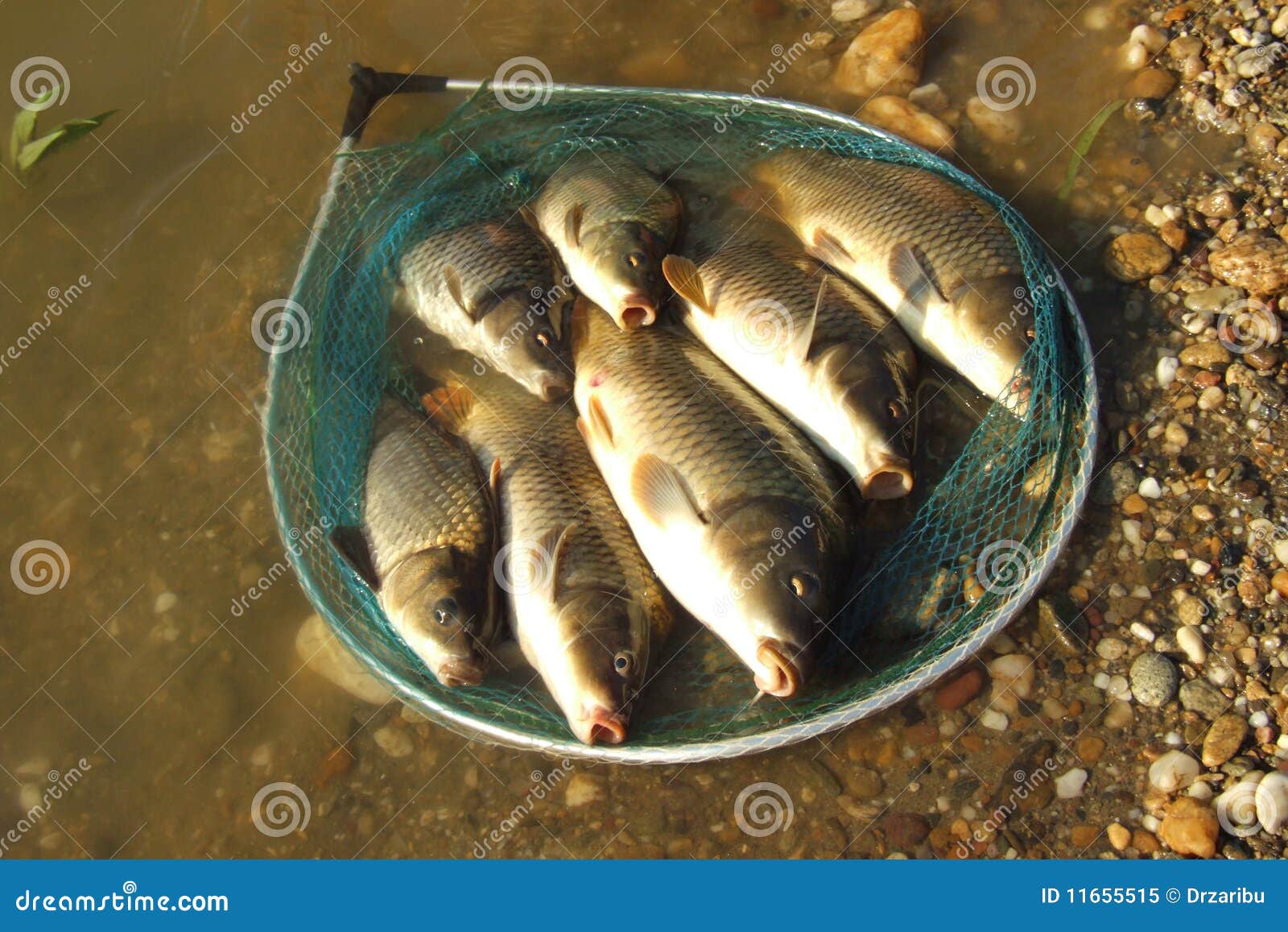 Gevangen vissen stock afbeelding. Image of sport, hobby - 11655515