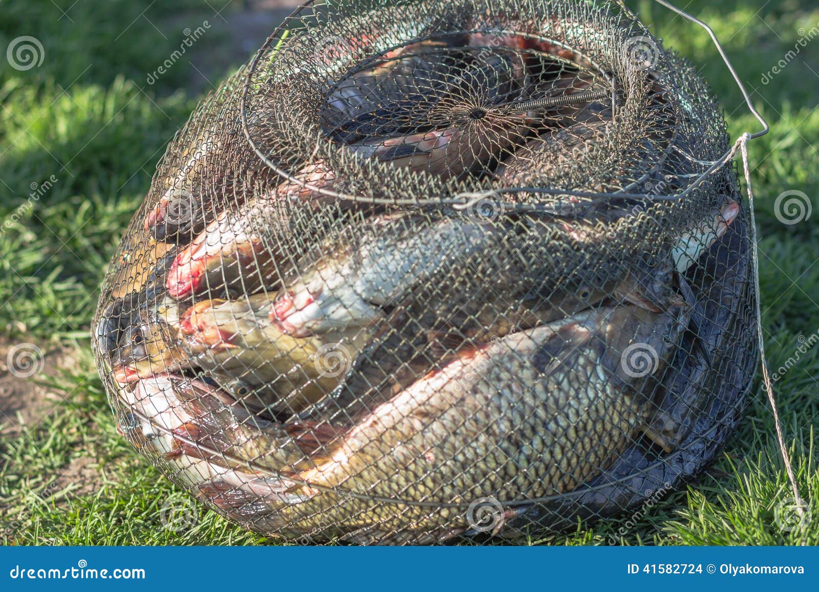 Gevangen vissen in kooien stock foto. Image of netwerk - 41582724