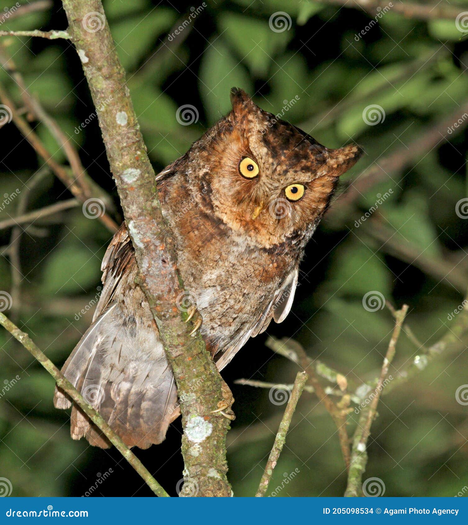 Gevlekte Dwergooruil, Mountain Scops-Owl, Otus Spilocephalus Stock ...