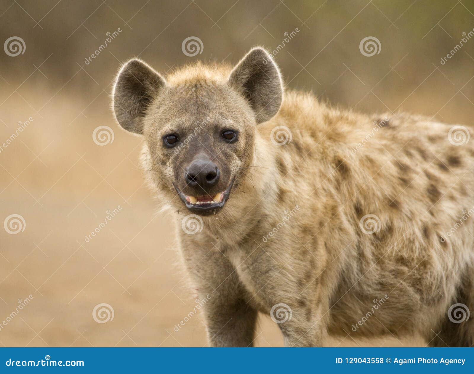 Gevlekte Hyena, Spotted Hyena, Crocuta Crocuta Stock Photography ...