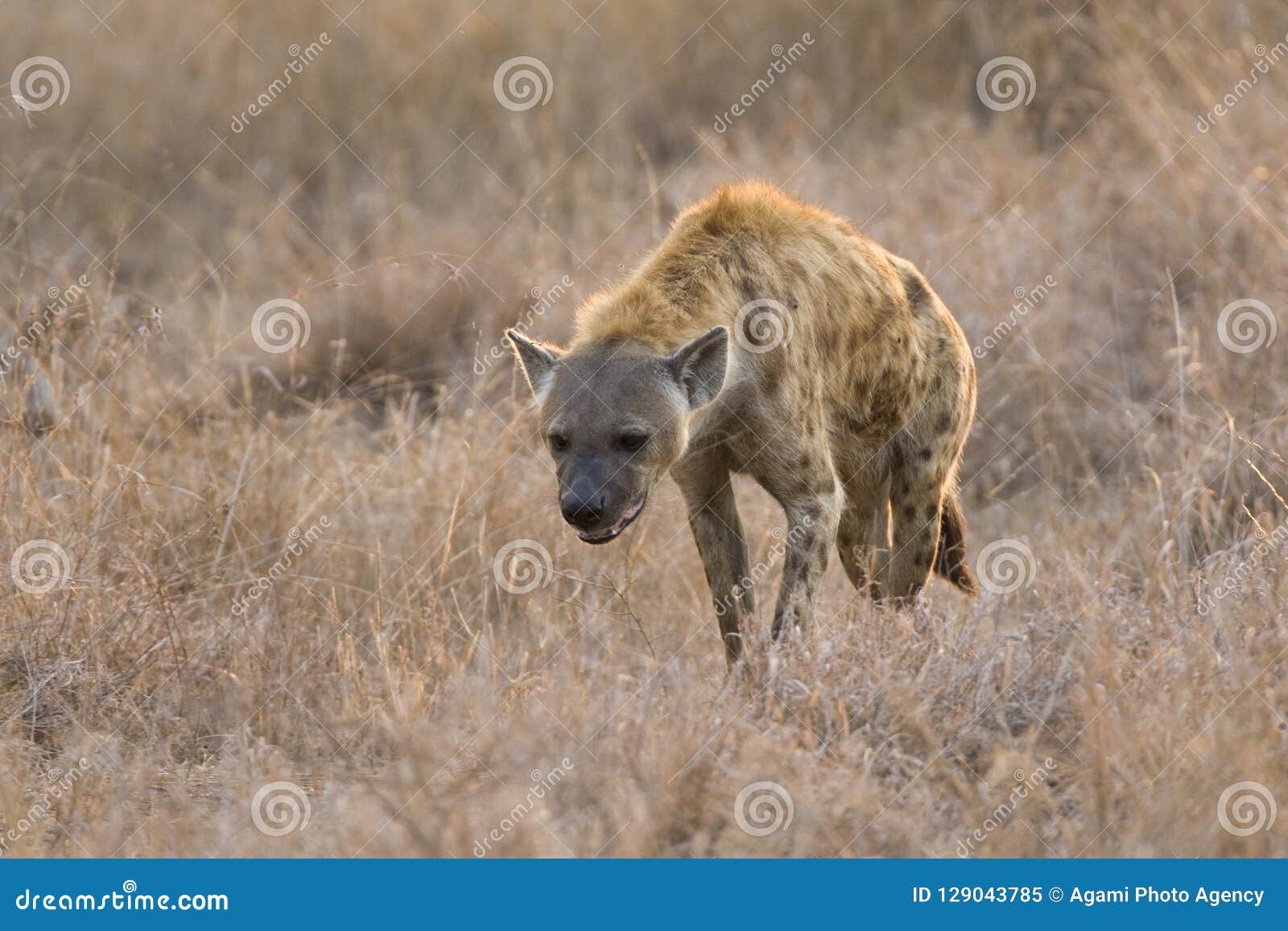 Gevlekte Hyena, Spotted Hyena, Crocuta Crocuta Stock Image - Image of ...