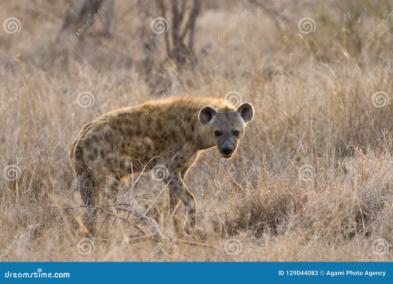 Gevlekte Hyena, Spotted Hyena, Crocuta Crocuta Stock Image - Image of ...