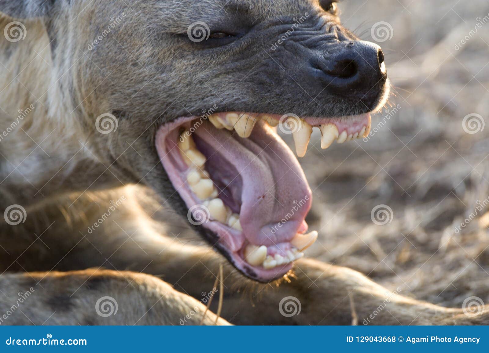 Gevlekte Hyena, Spotted Hyena, Crocuta Crocuta Stock Photo - Image of ...
