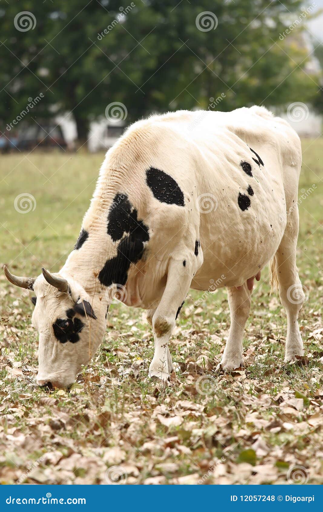 Gevlekte koe stock foto. Image of begrazing, wijfje, geboren - 12057248