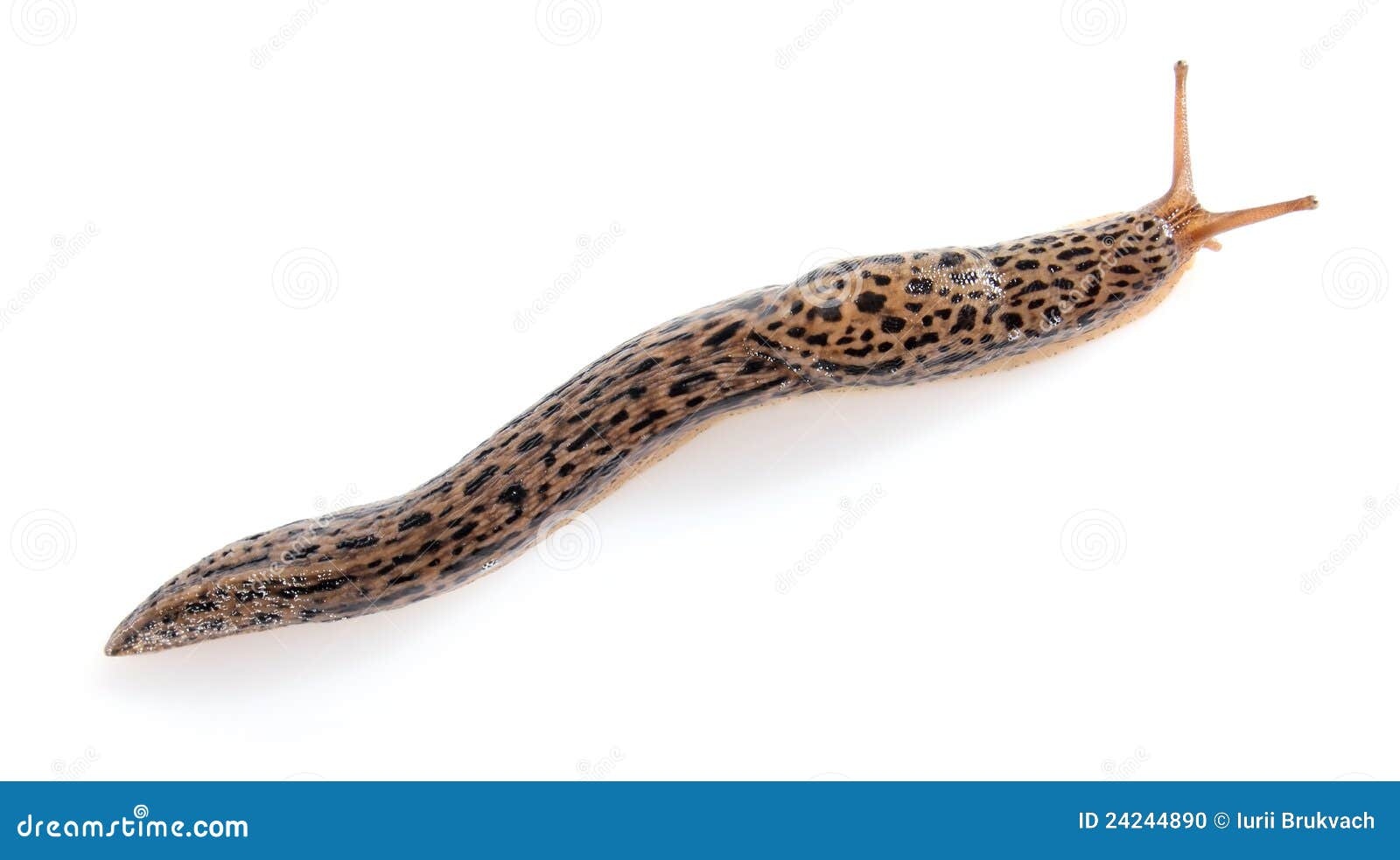 Gevlekte naaktslak stock foto. Image of één, bevlekt - 24244890
