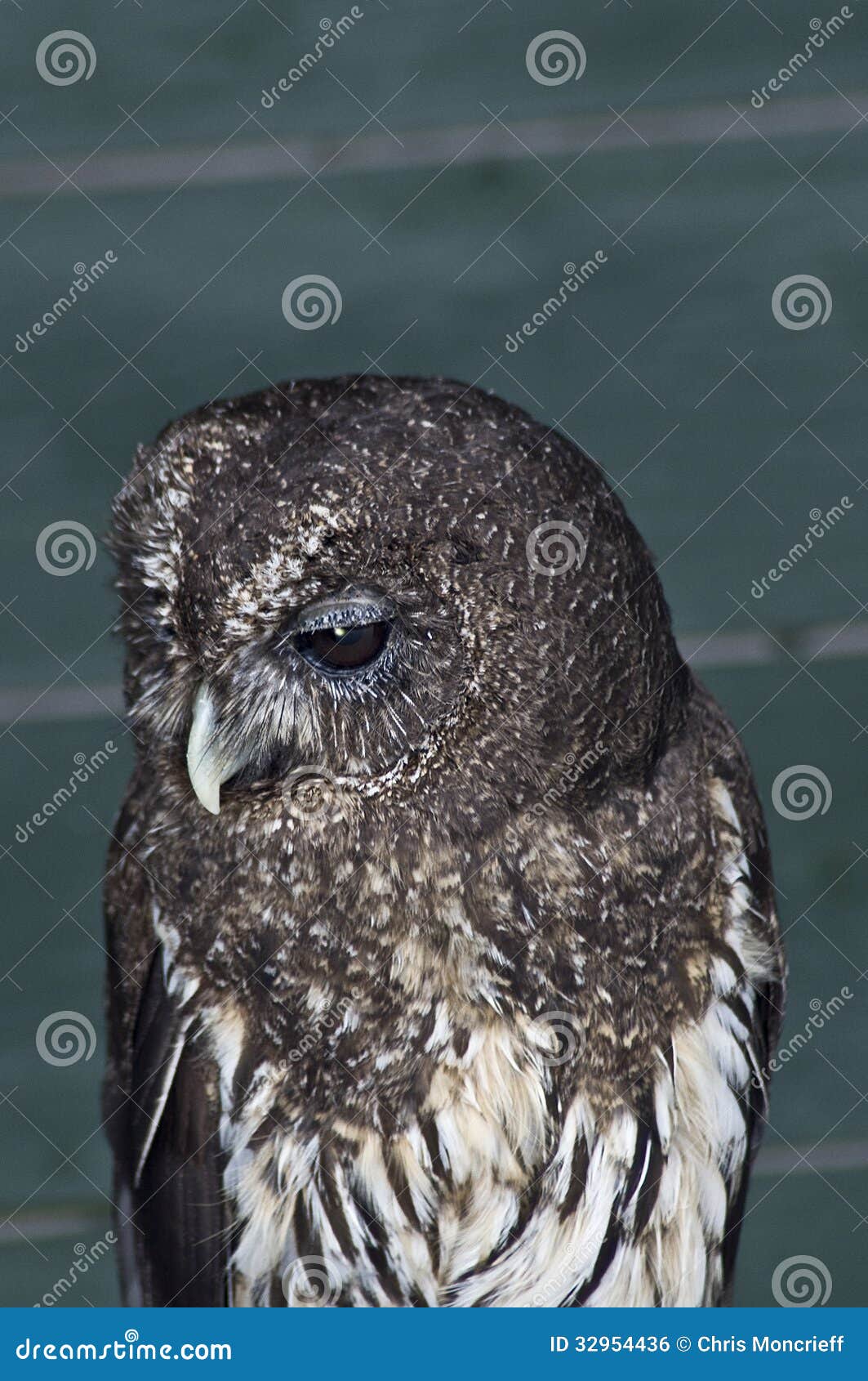 Gevlekte Uil stock foto. Image of ogen, veren, vlekt - 32954436